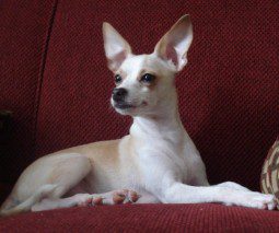 Ancient Chihuahuas in Southeastern U.S.? | LostWorlds.org - Page 3